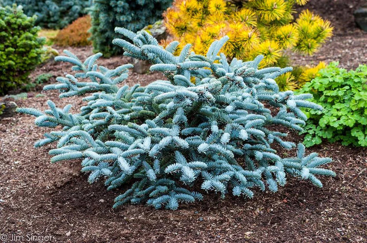 Types of Spruce Trees | Spruce Tree Varieties – Singing Tree Gardens ...