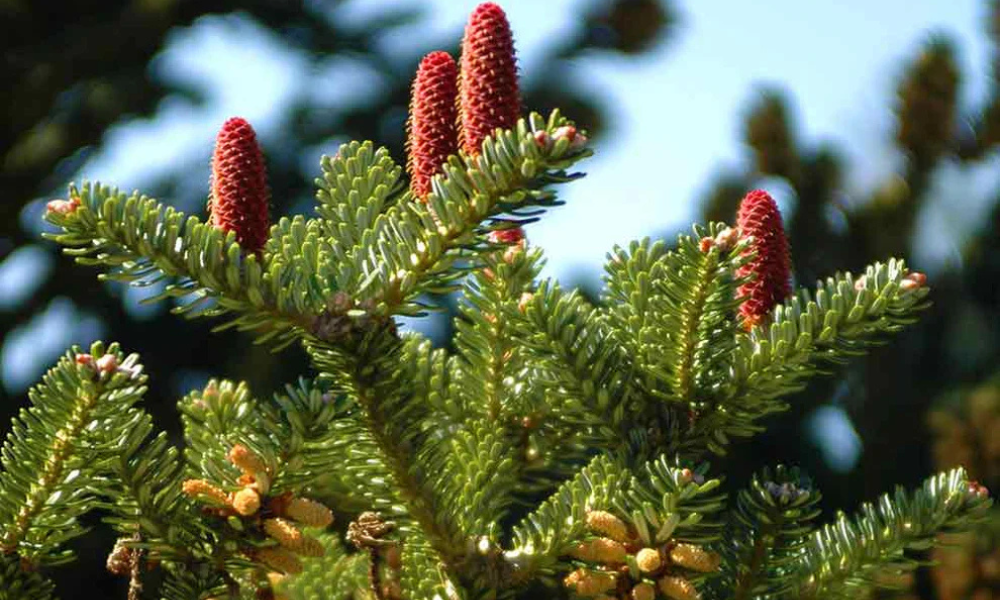 Small Evergreen Garden Plants for Structure & Color – Singing Tree ...
