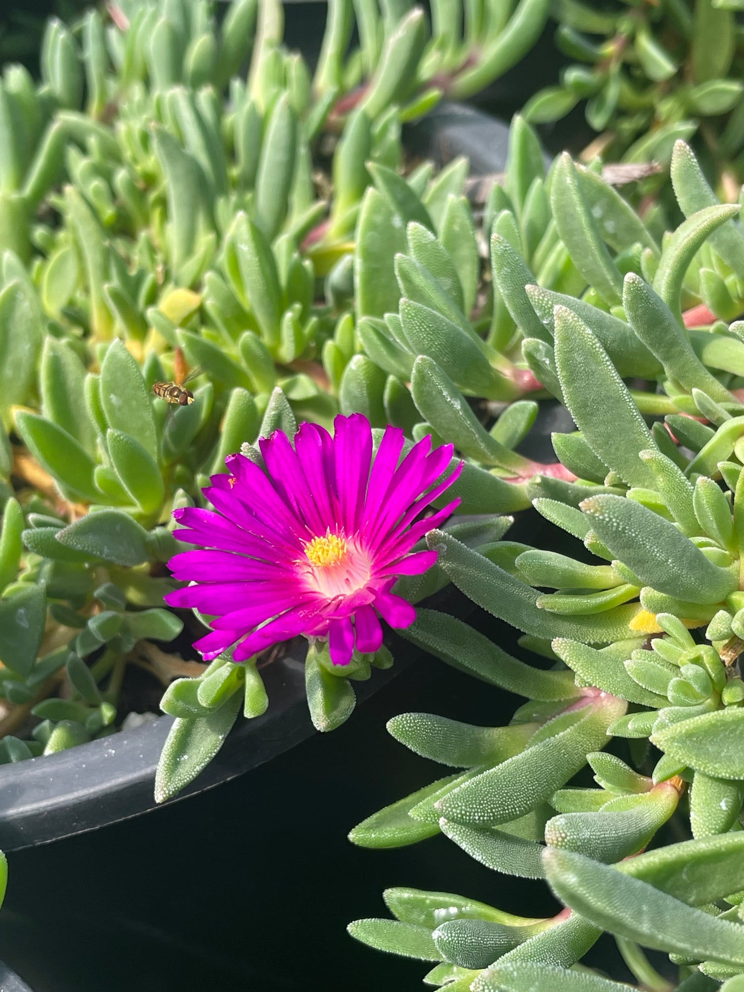 Delosperma – The Non-Invasive Ice Plant – Singing Tree Gardens Nursery