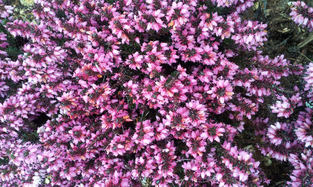 Low Growing Perennials: Ground Cover Plants Guide – Singing Tree ...