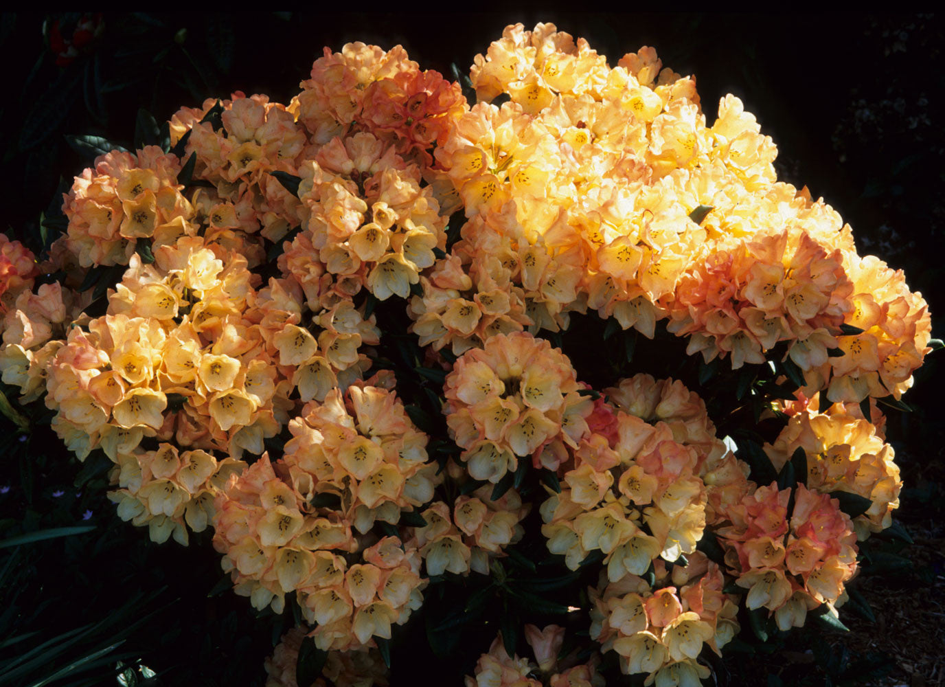 Rhododendron Tree | Rhododendron Plants for Sale – Singing Tree Gardens ...