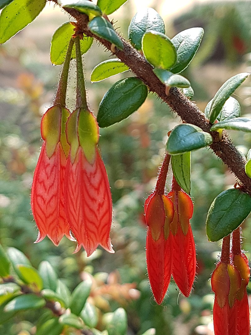Agapetes Serpens | Shop Evergreen Branches With Red Flowers – Singing ...