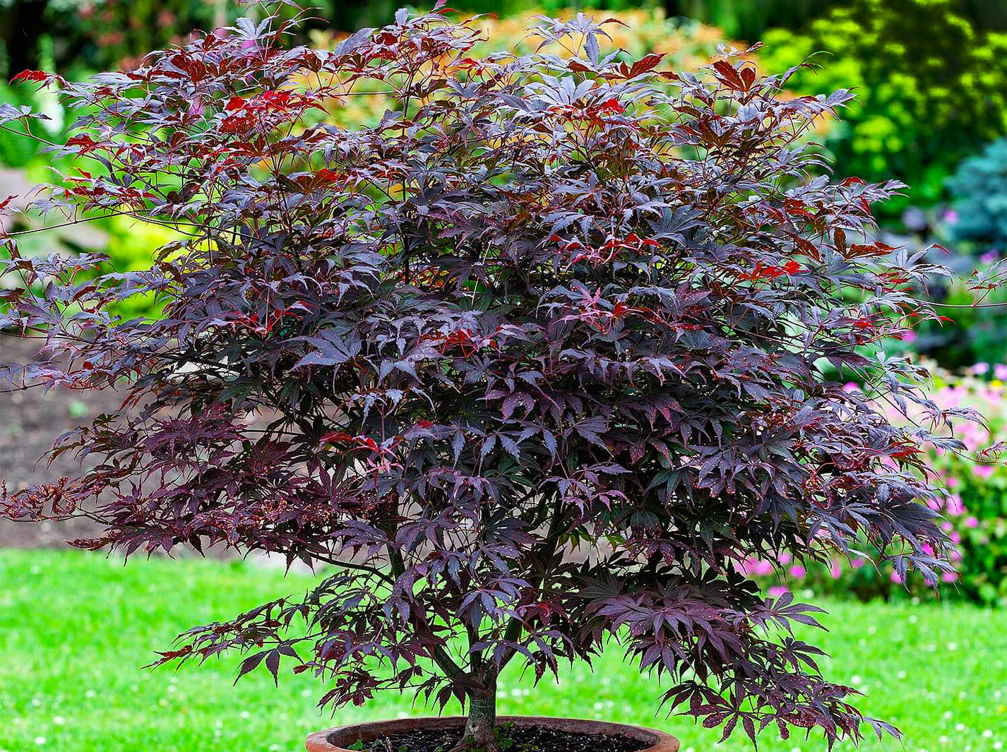 Acer palmatum 'Black Lace' – Singing Tree Gardens Nursery