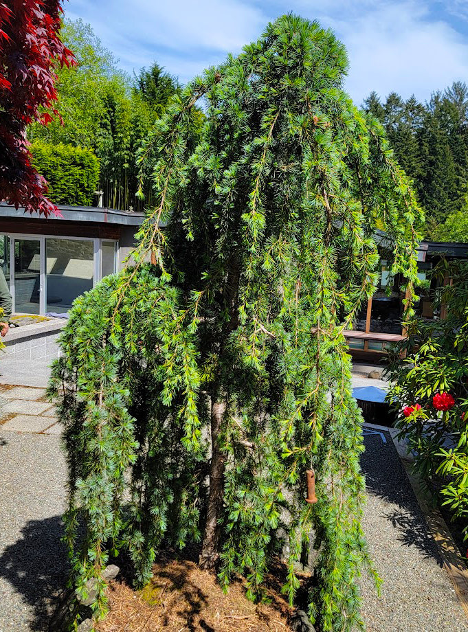 Cedrus libani 'Blue Angel' – Singing Tree Gardens Nursery