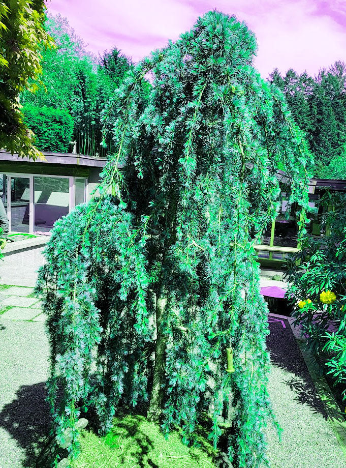 Cedrus libani 'Blue Angel' – Singing Tree Gardens Nursery