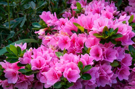 Dwarf Azaleas | Azalea Flowers and Bushes for Sale – Singing Tree ...