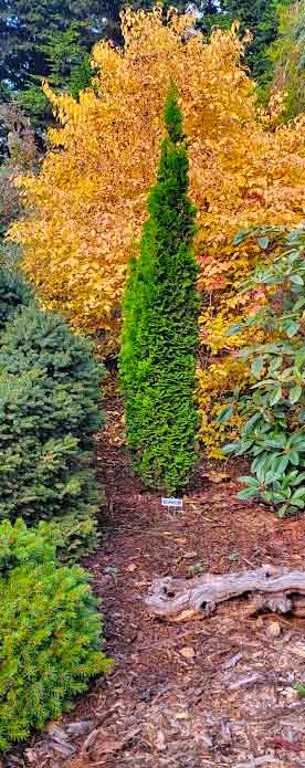 Degroots Spire – Singing Tree Gardens Nursery