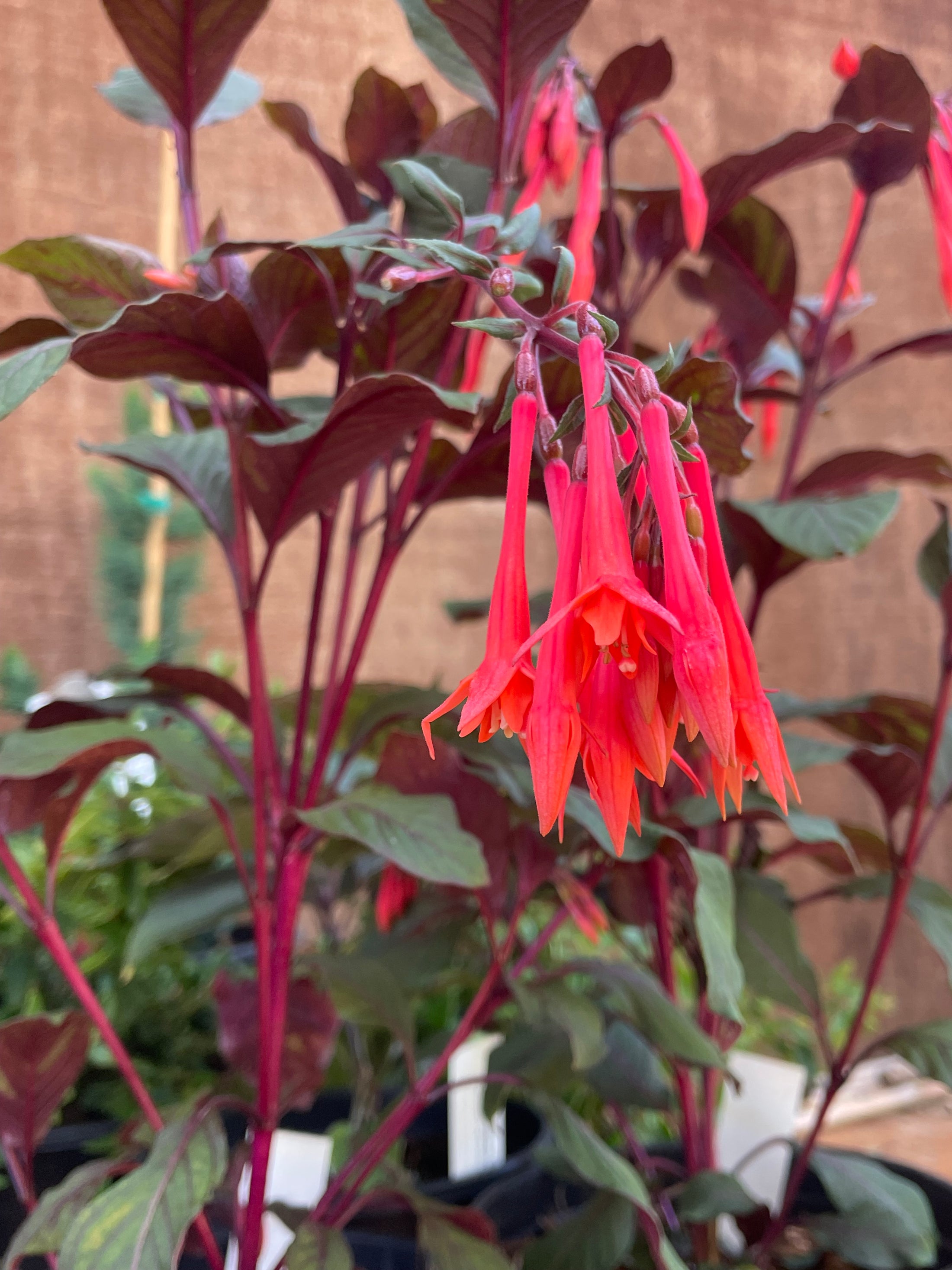 Fuchsia triphylla 'Gartenmeister Bonstedt' – Singing Tree Gardens Nursery