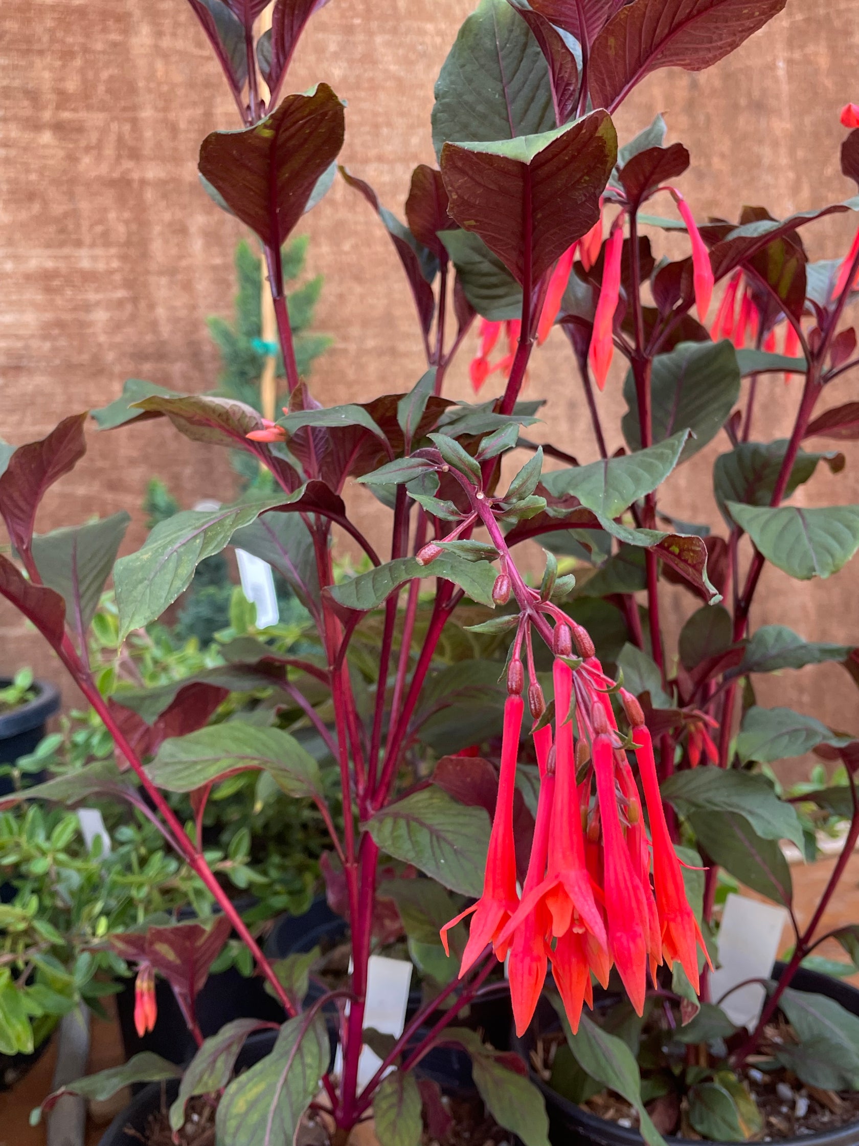 Fuchsia triphylla 'Gartenmeister Bonstedt' – Singing Tree Gardens Nursery
