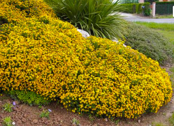 Genista 'Lydia Broom' – Singing Tree Gardens Nursery