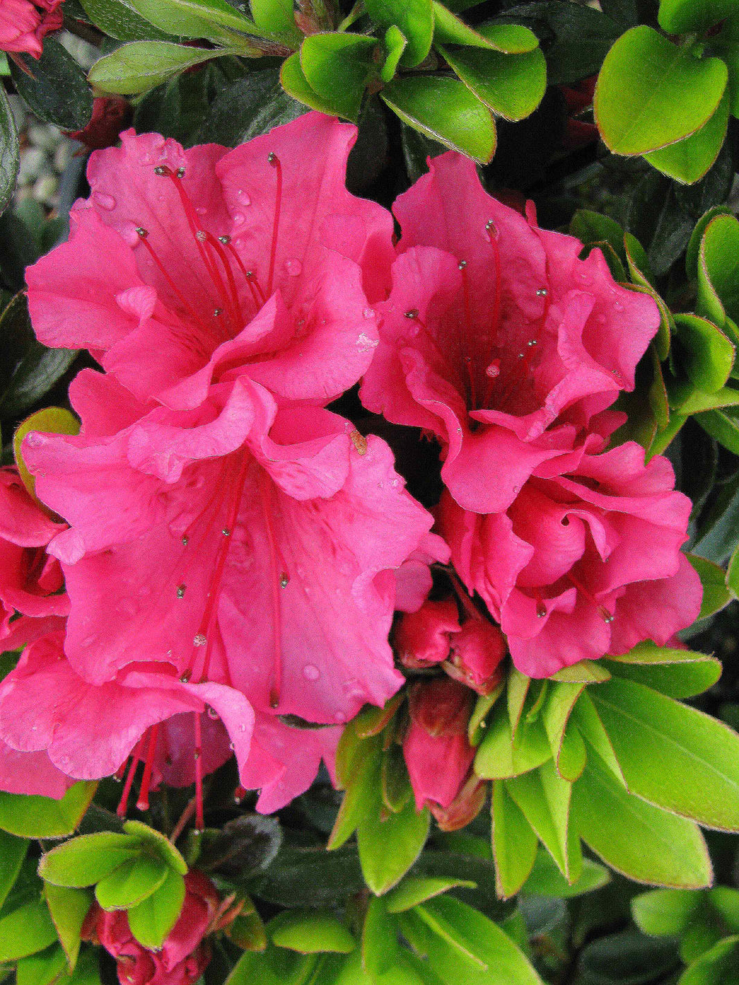 Dwarf Azaleas | Azalea Flowers and Bushes for Sale – Singing Tree ...