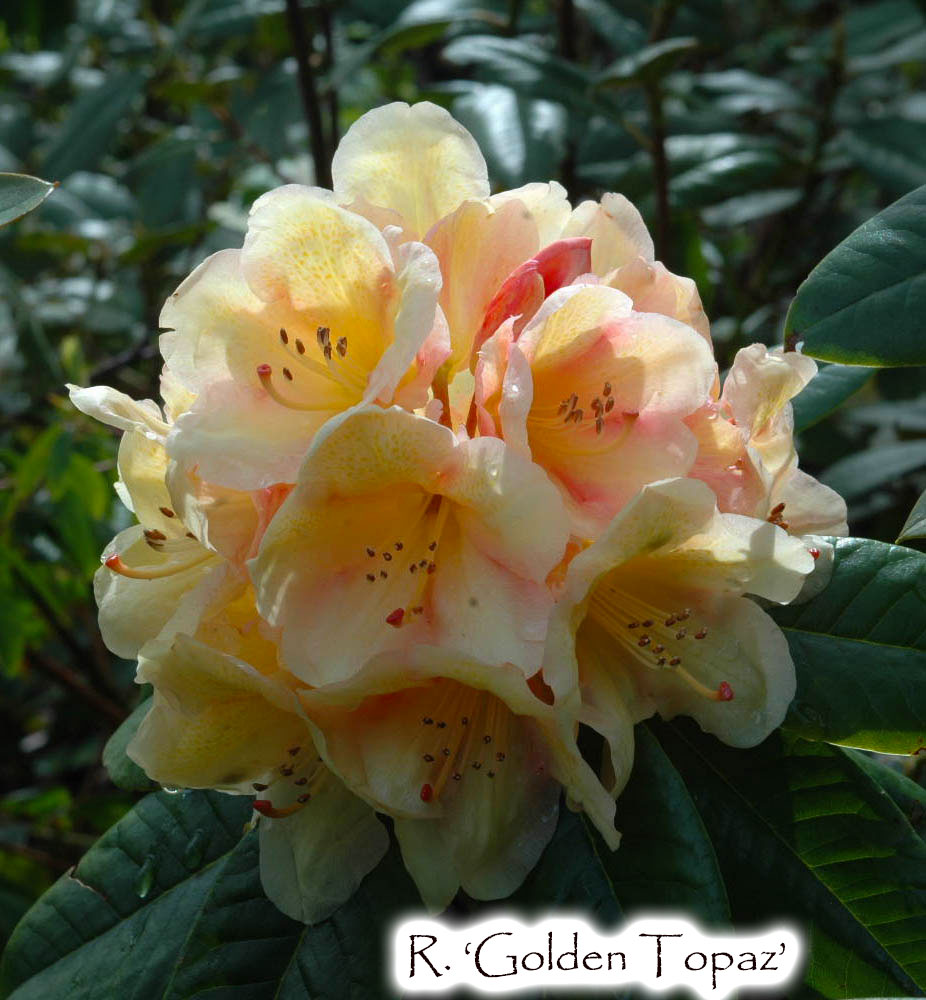 R. 'Golden Topaz' – Singing Tree Gardens Nursery