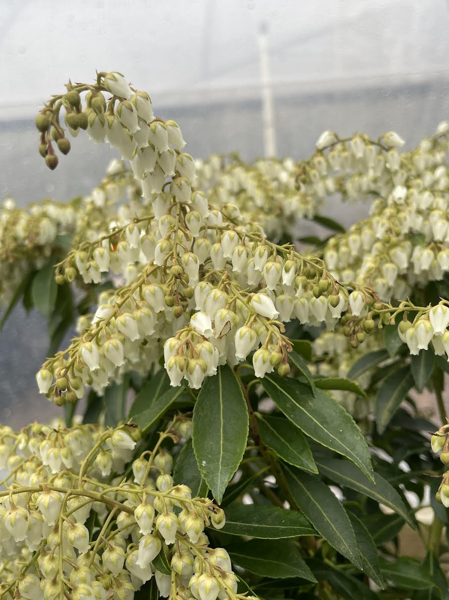 Pieris japonica 'Historyland Supreme' – Singing Tree Gardens Nursery