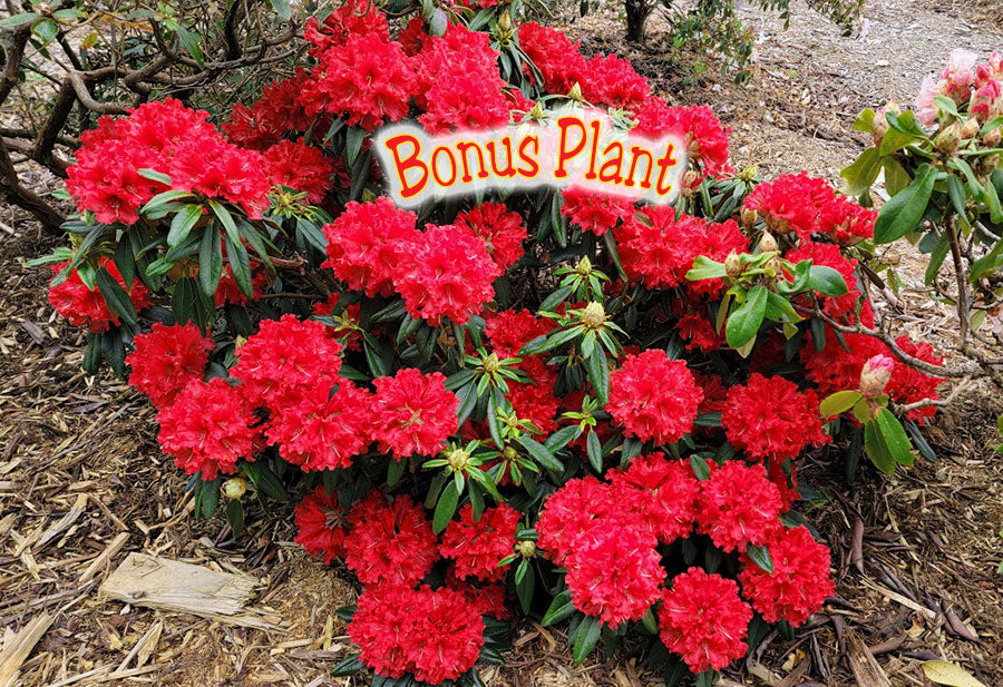 Huntington – Singing Tree Gardens Nursery