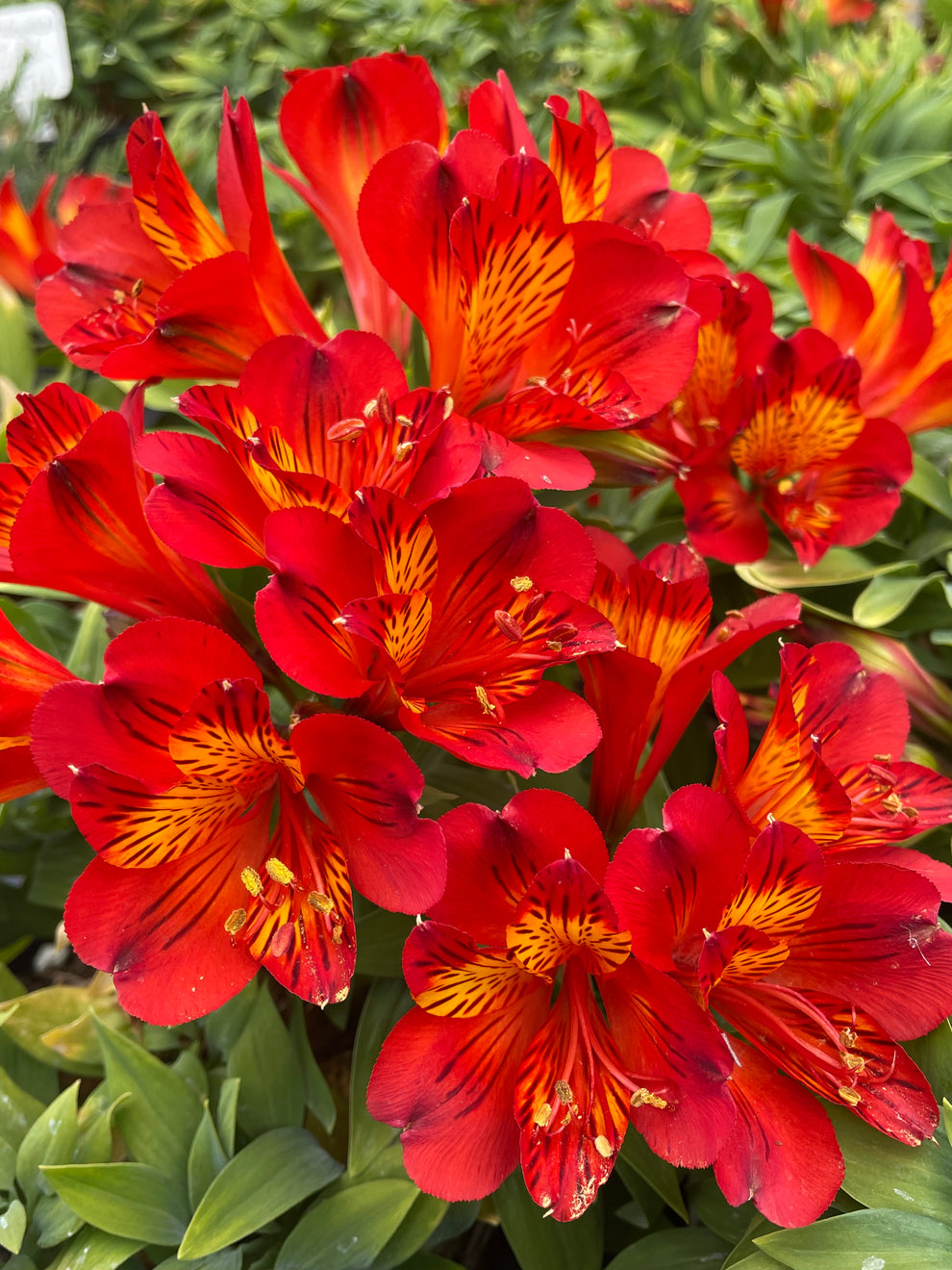 Alstroemeria 'Inca Holland' Peruvian Lily – Singing Tree Gardens Nursery