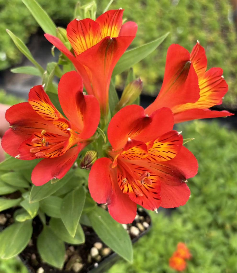 Alstroemeria 'Inca Holland' Peruvian Lily – Singing Tree Gardens Nursery