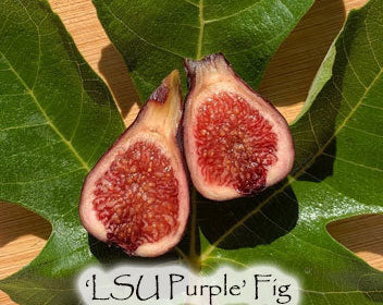 'LSU Purple' Fig Tree – Singing Tree Gardens Nursery