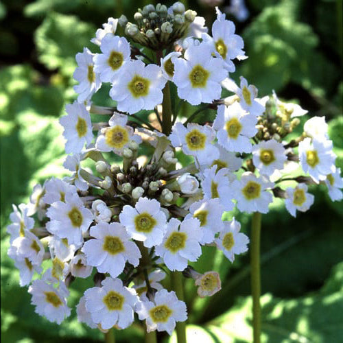 Primula japonica 'Postford White' – Singing Tree Gardens Nursery
