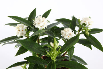 Daphnes for Sale | Daphne Odora & Winter Daphne Shrubs – Singing Tree ...