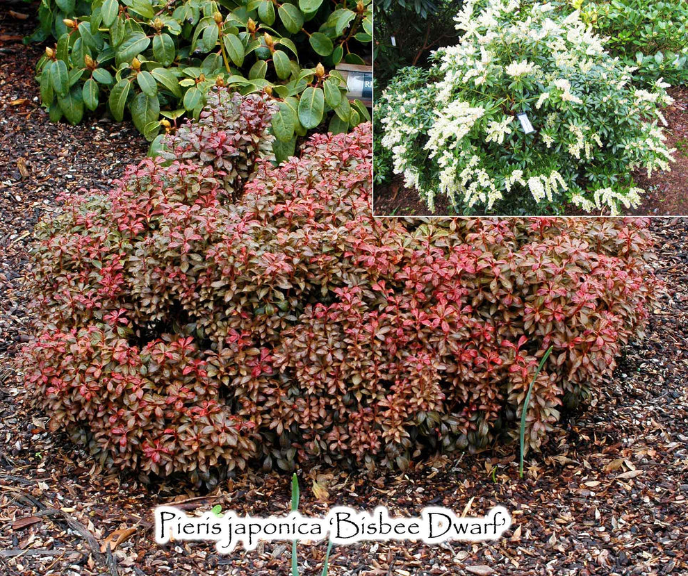 Pieris japonica 'Bisbee Dwarf' – Singing Tree Gardens Nursery