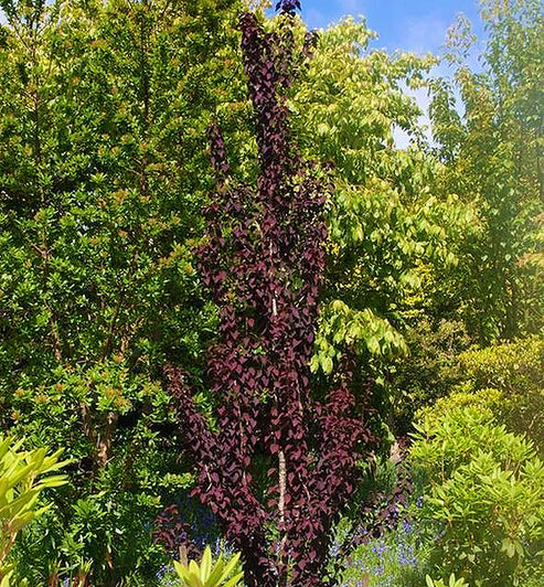 Red Fox Katsura Tree – Singing Tree Gardens Nursery