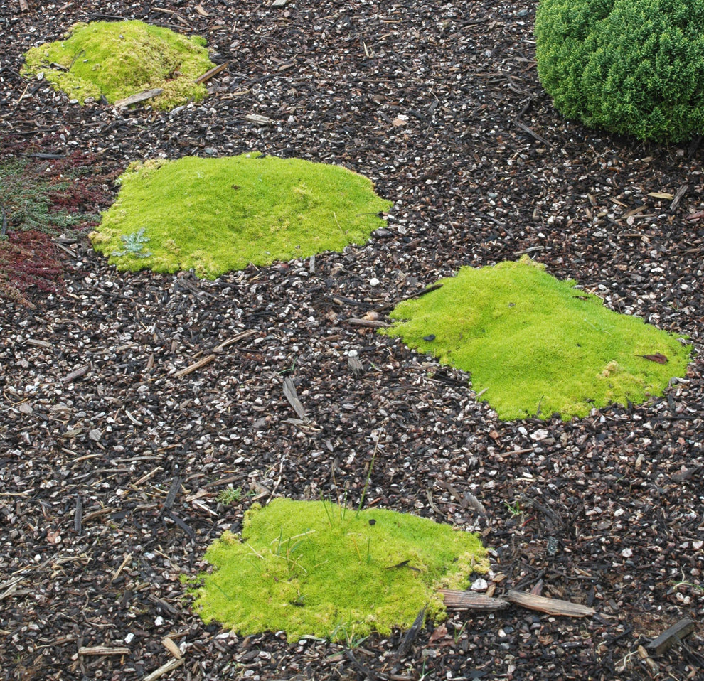 Sagina subulata 'Aurea' (Scotch Moss) – Singing Tree Gardens Nursery