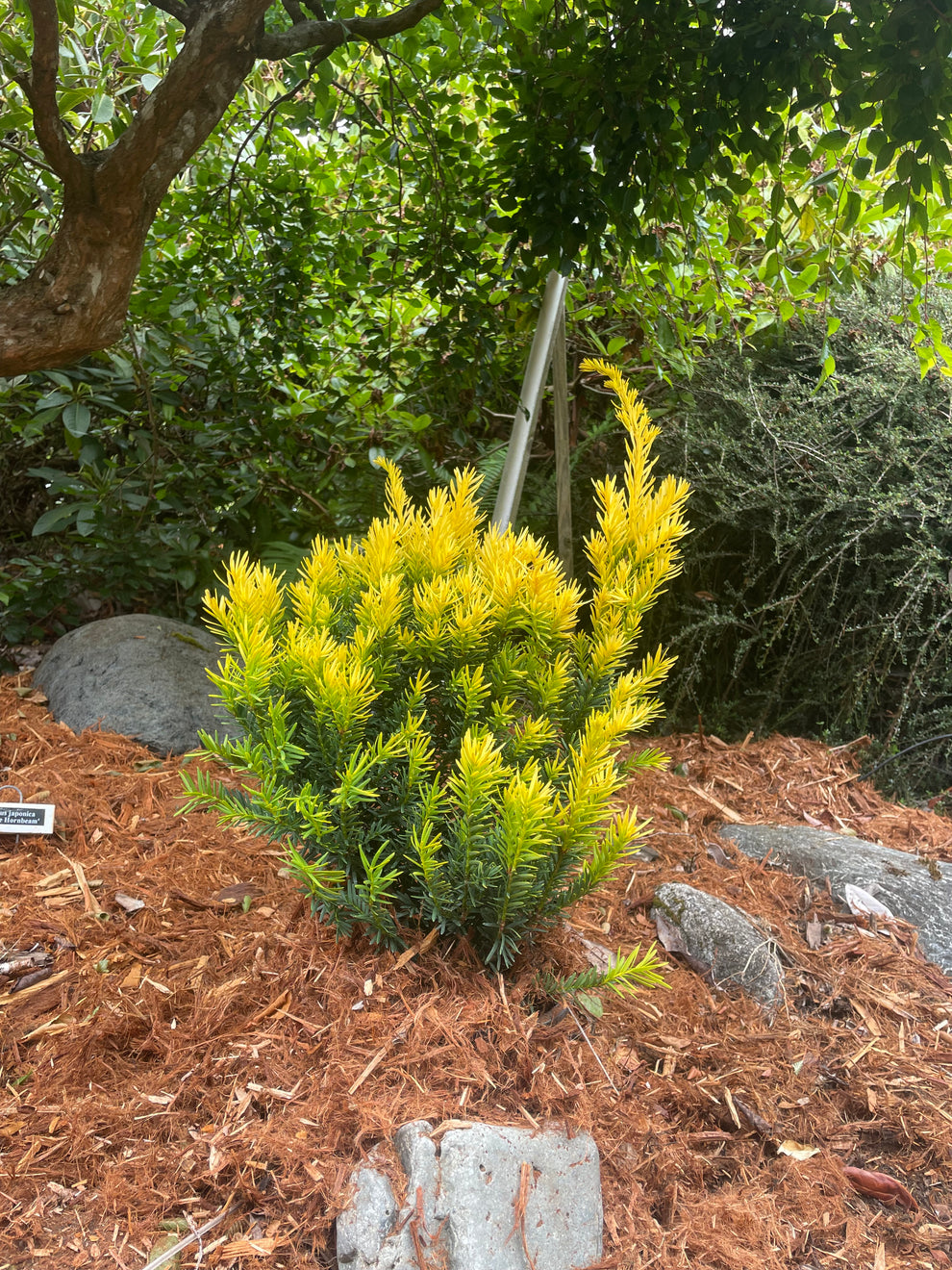 Taxus cuspidata 'Rezek's Gold' – Singing Tree Gardens Nursery