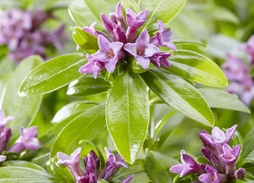Daphnes for Sale | Daphne Odora & Winter Daphne Shrubs – Singing Tree ...