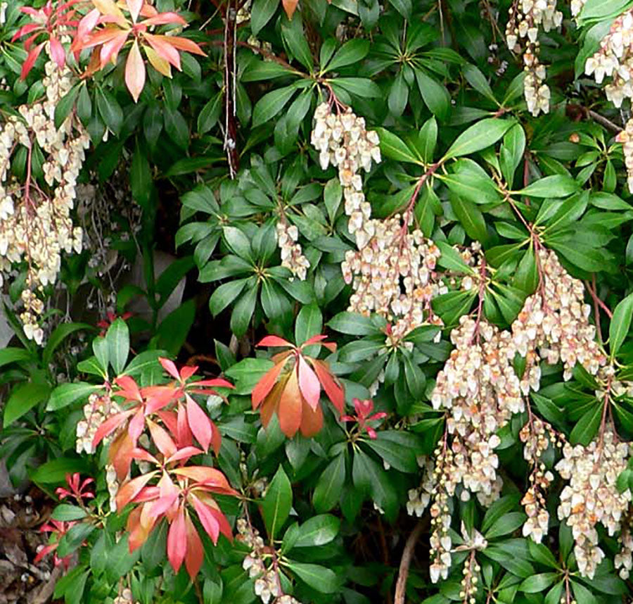 Pieris japonica 'Historyland Supreme' – Singing Tree Gardens Nursery