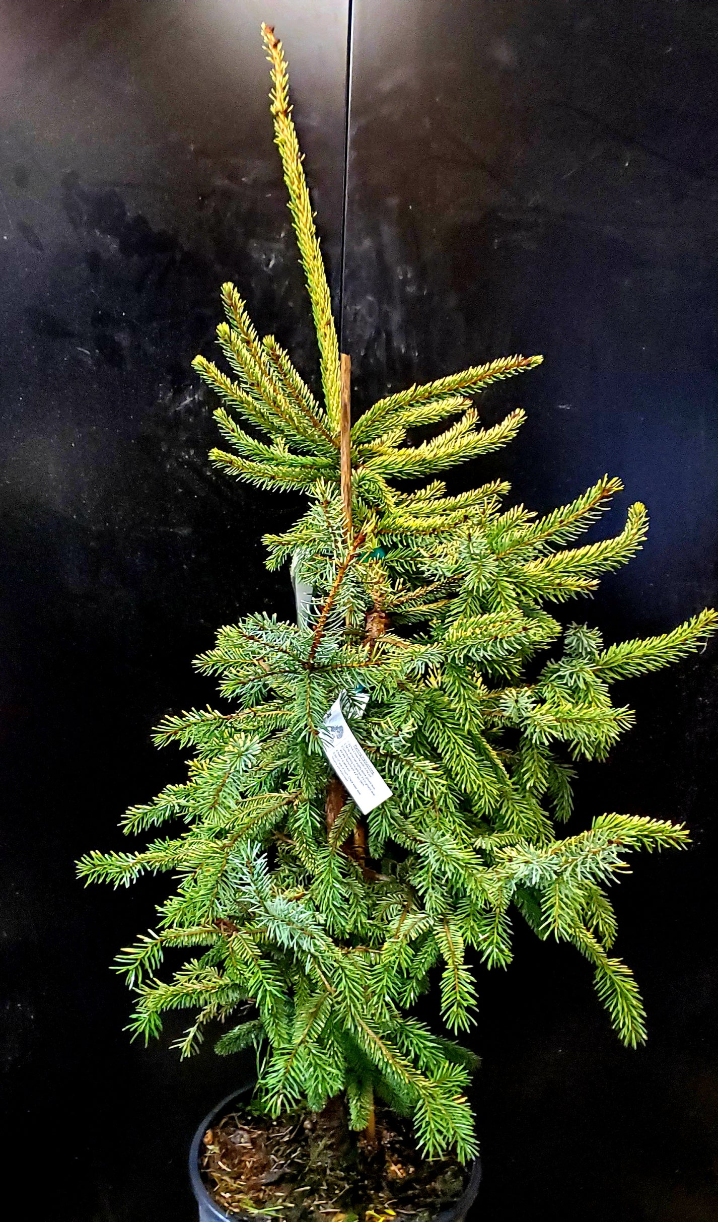 Variegated Black Hills Spruce - Picea mariana 'Aureovariegata ...