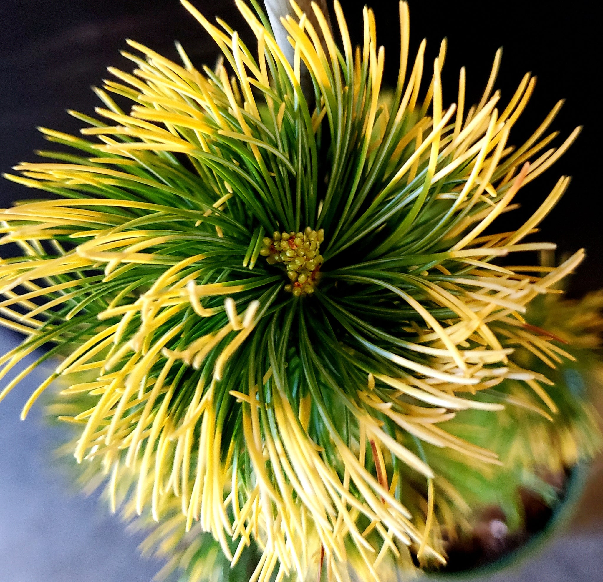 Goldilocks – Singing Tree Gardens Nursery