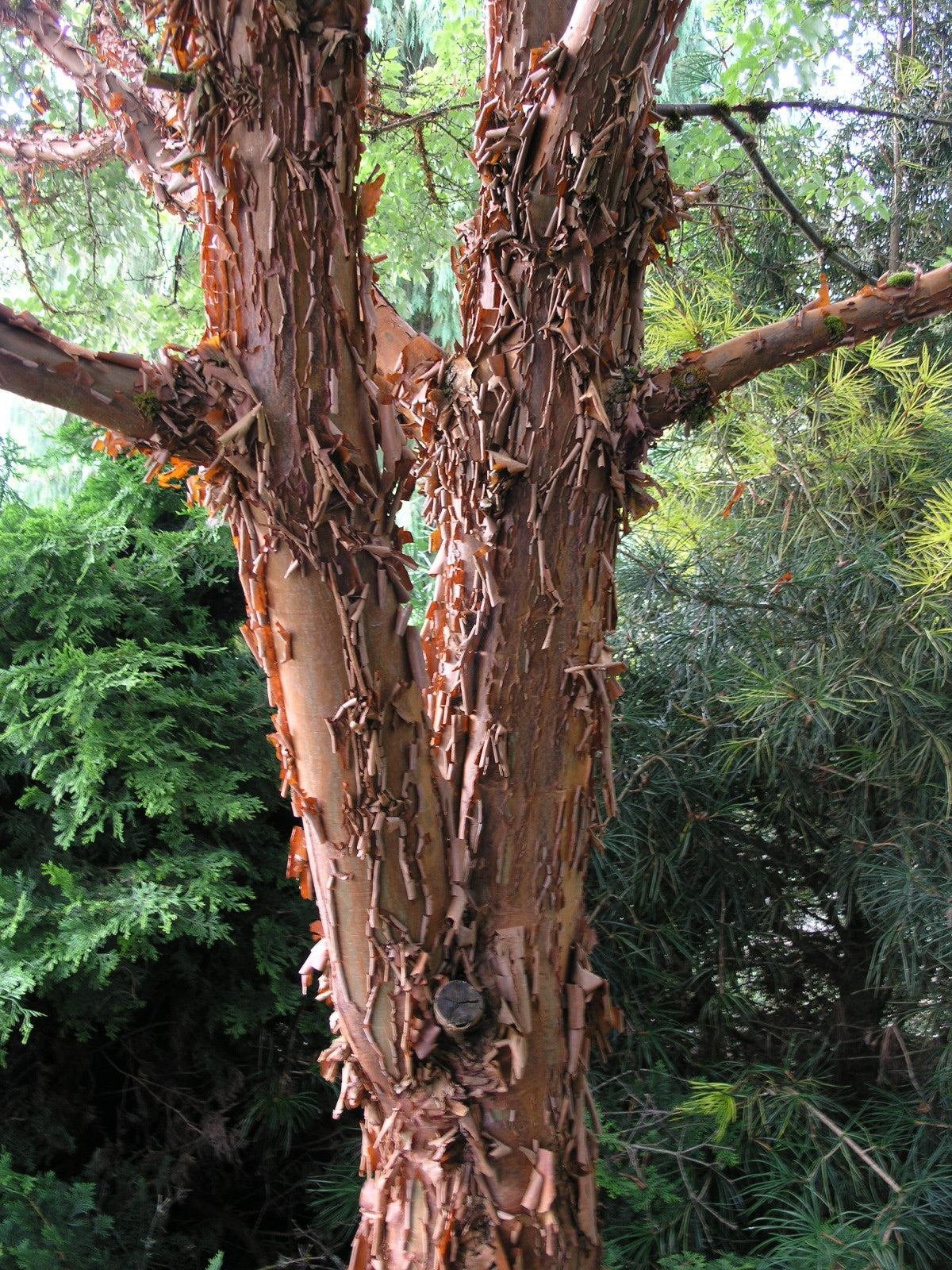 Paper Bark Maple - Acer griseum – Singing Tree Gardens Nursery