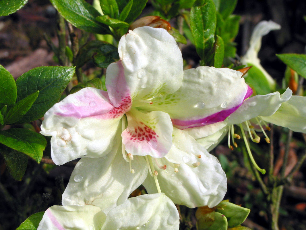 Dwarf Azaleas | Azalea Flowers and Bushes for Sale – Singing Tree ...