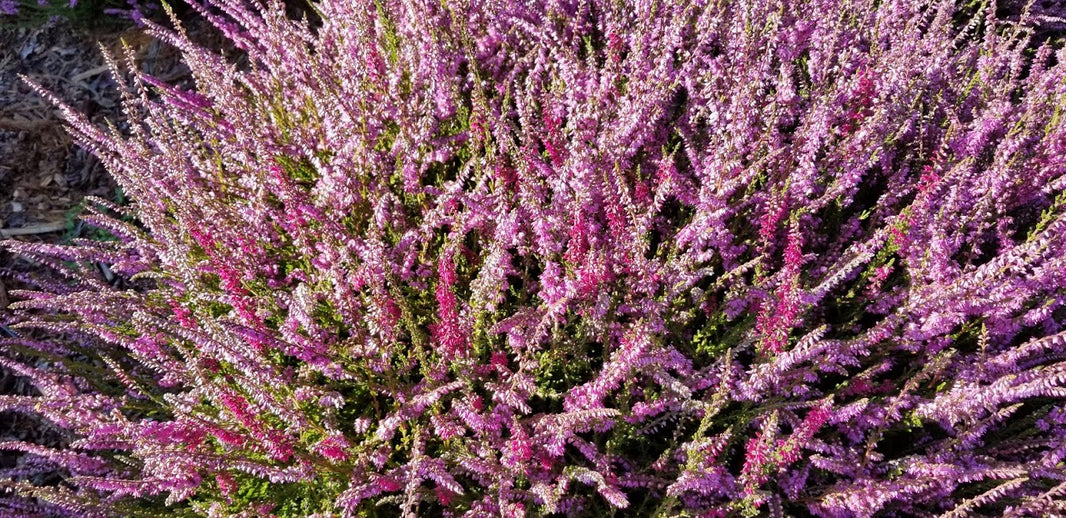 Heathers – Singing Tree Gardens Nursery