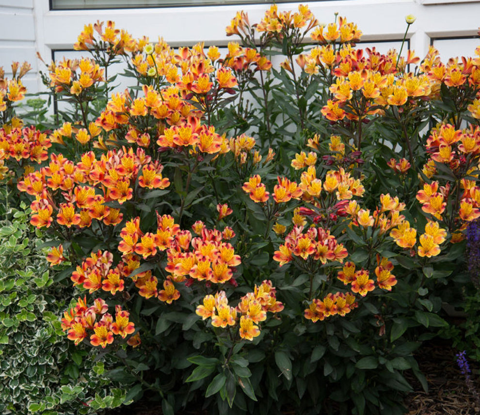 Alstroemeria x 'Sunset Shades' Peruvian Lily – Singing Tree Gardens Nursery