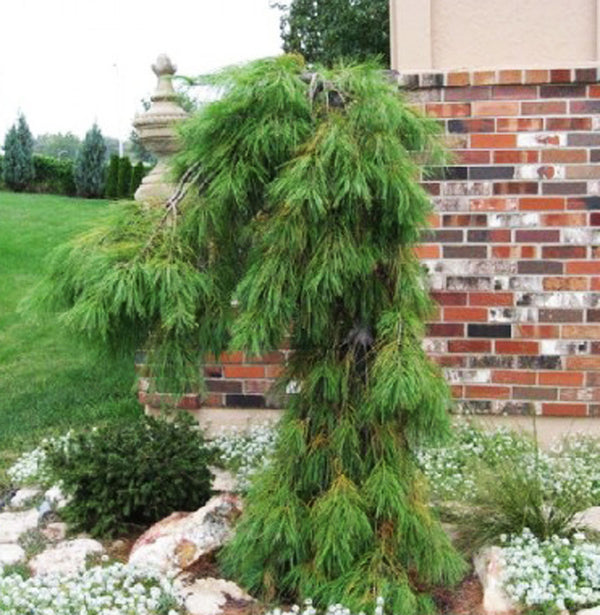 Angel Falls | Evergreen White Pine Tree For Sale Falls – Singing Tree ...