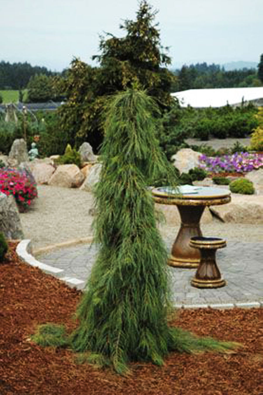 Angel Falls | Evergreen White Pine Tree For Sale Falls – Singing Tree ...
