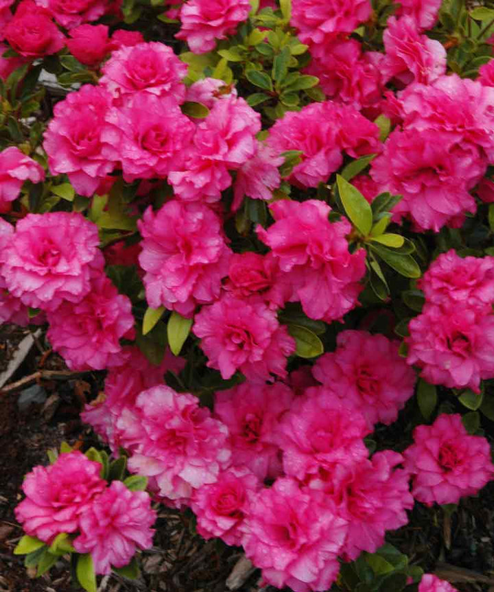 Dwarf Azaleas | Azalea Flowers and Bushes for Sale – Singing Tree ...