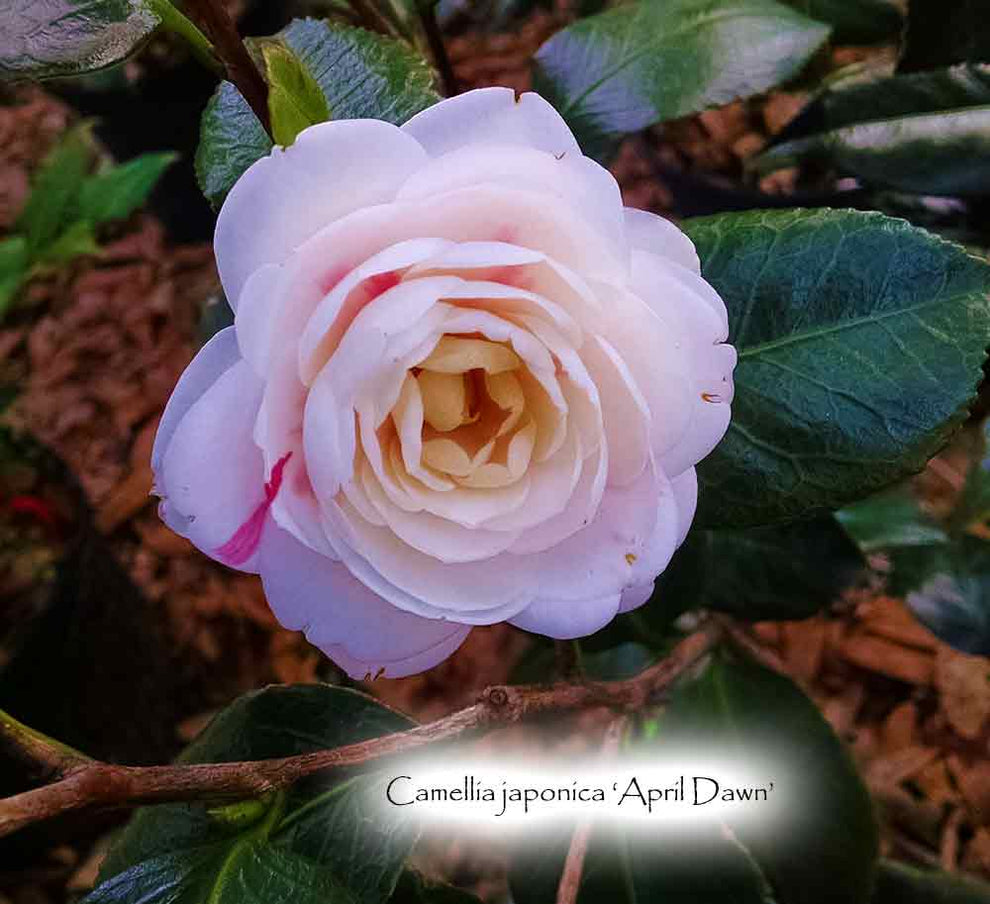 Camellia japonica 'April Dawn' – Singing Tree Gardens Nursery