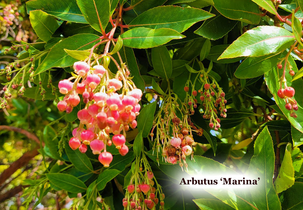 Marina Strawberry Tree – Singing Tree Gardens Nursery