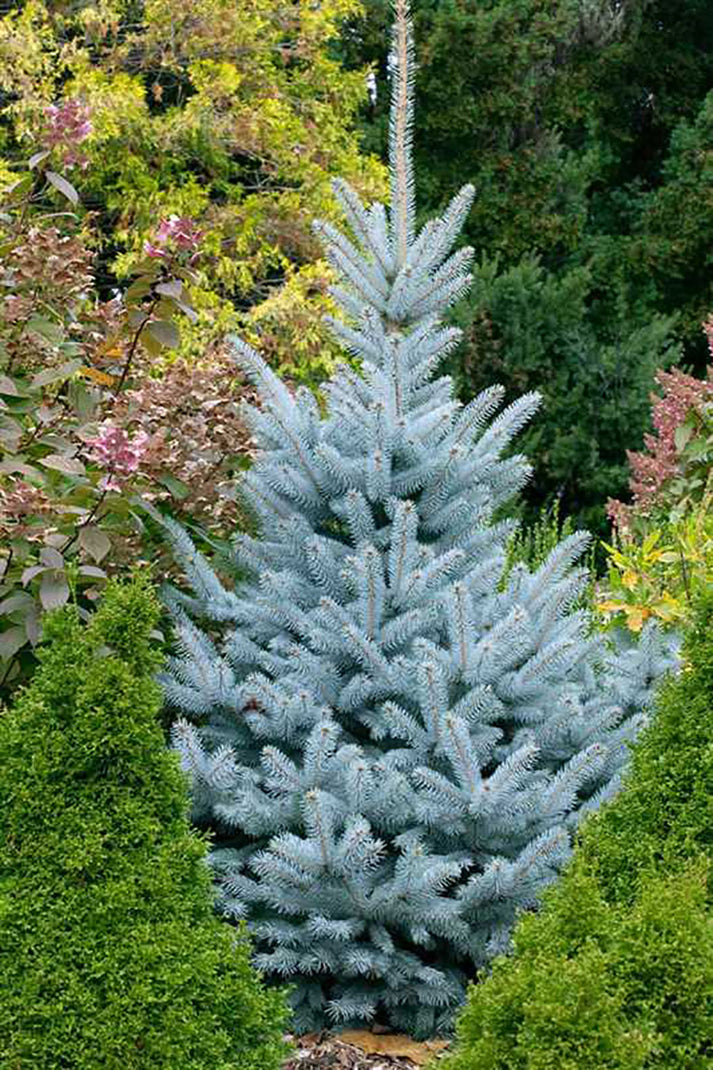Picea pungens 'Baby Blue Eyes' – Singing Tree Gardens Nursery