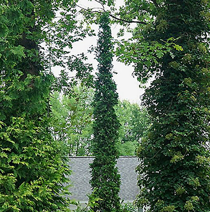 Buxus sempervirens 'Dee Runk' – Singing Tree Gardens Nursery