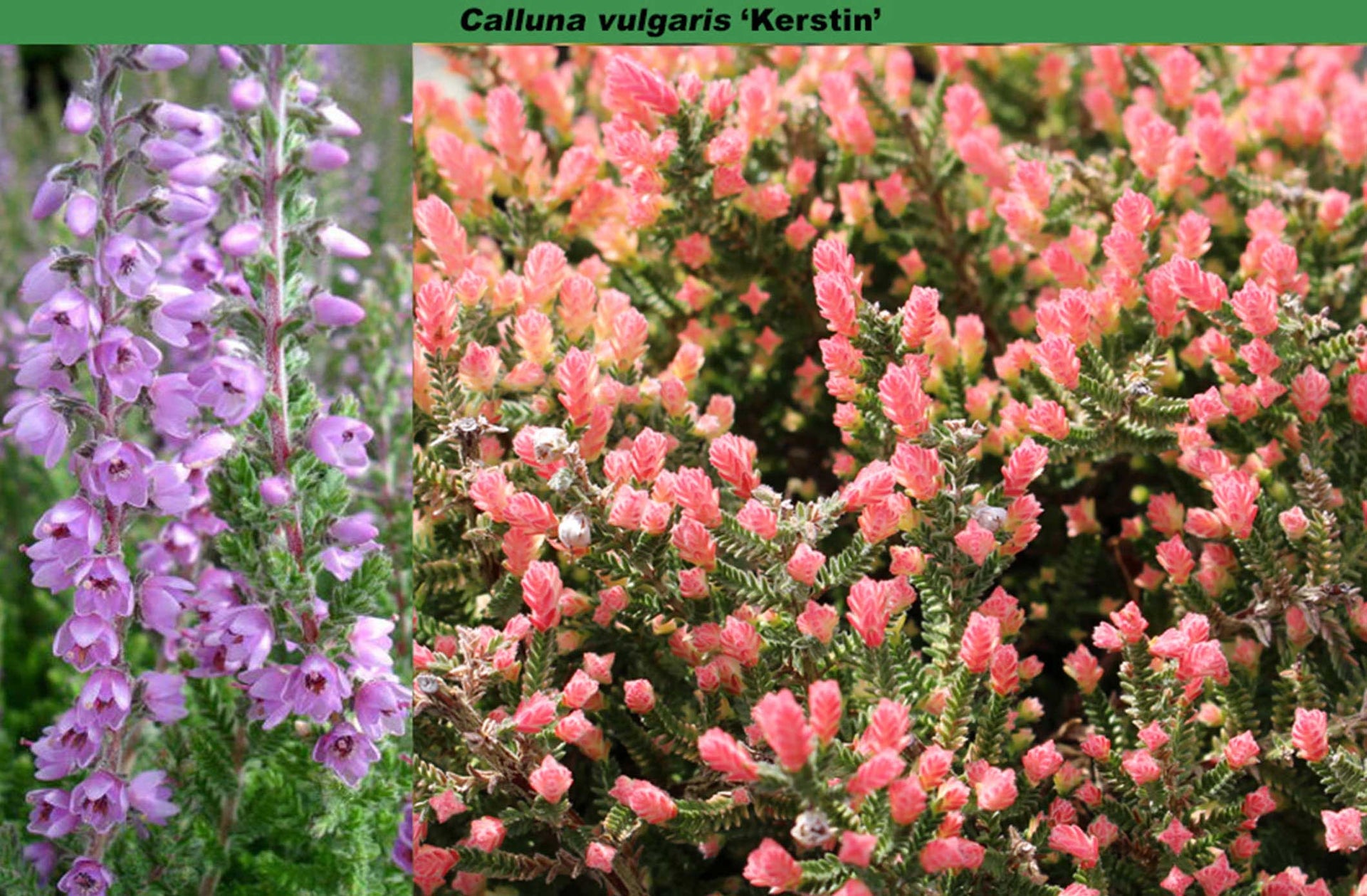 Spring Cream Scotch Heather