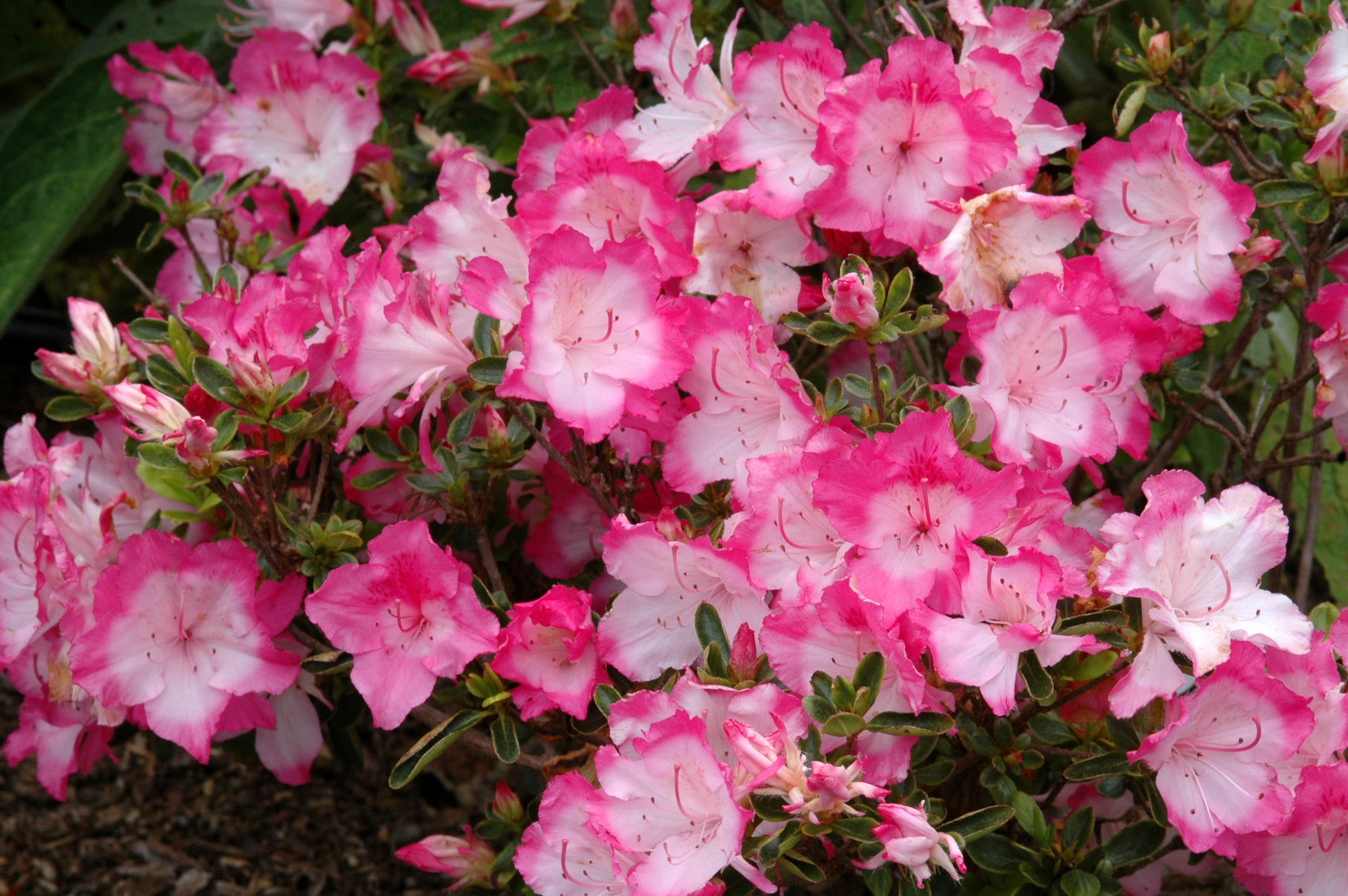 Cayuga – Singing Tree Gardens Nursery