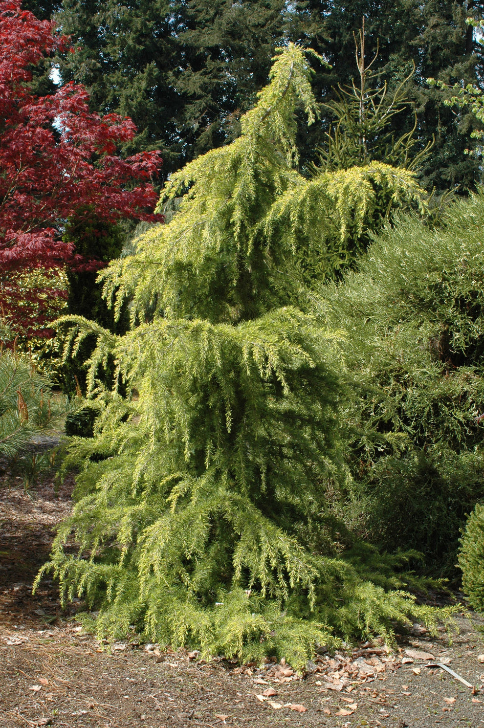 Gold Cascade – Singing Tree Gardens Nursery