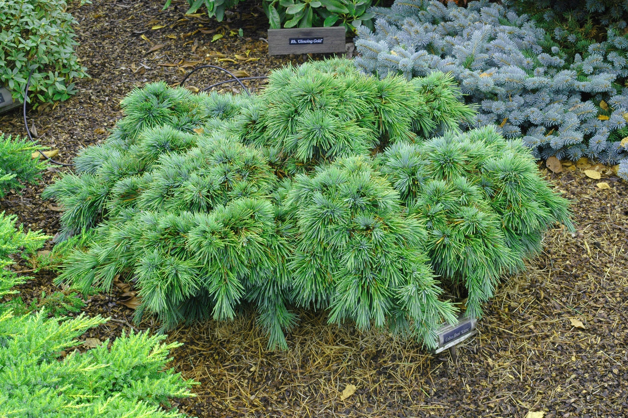 Katere – Singing Tree Gardens Nursery