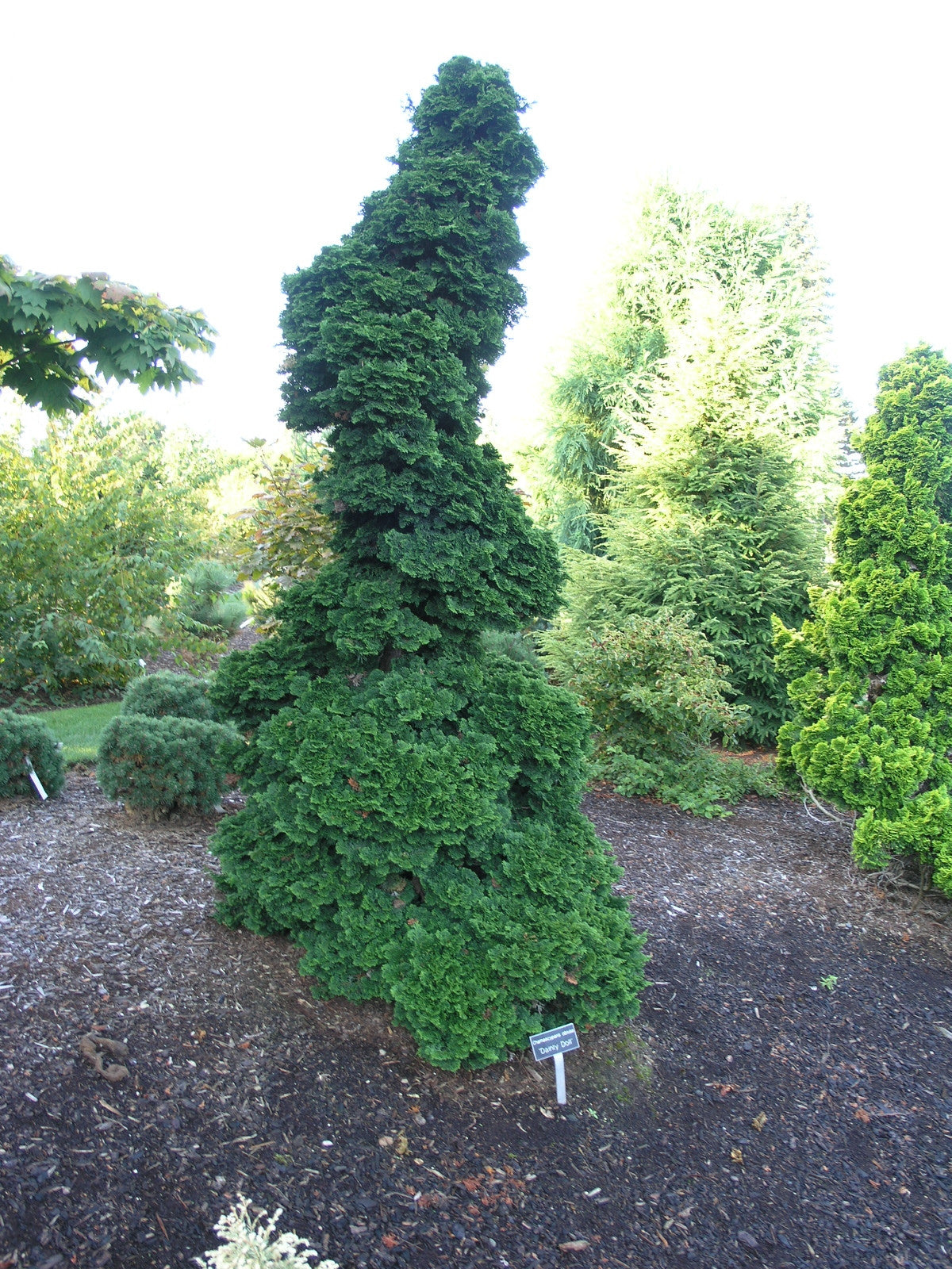 Dainty Doll – Singing Tree Gardens Nursery