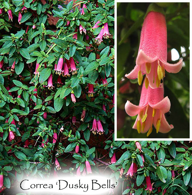 Correa 'Dusky Bells' | Coral Bell Shaped Flowers For Sale – Singing ...