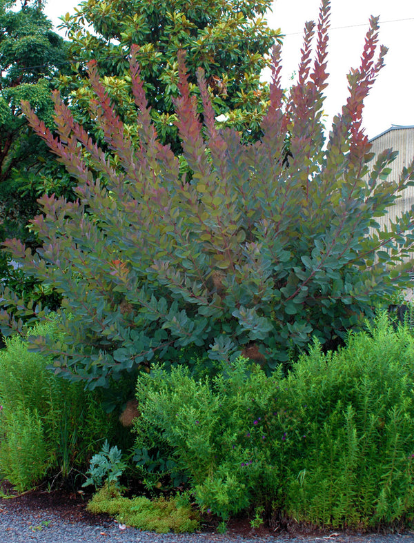 Cotinus coggygria 'Grace' – Singing Tree Gardens Nursery