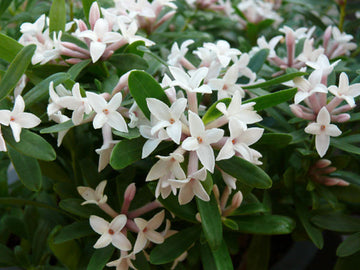 Daphnes for Sale | Daphne Odora & Winter Daphne Shrubs – Singing Tree ...